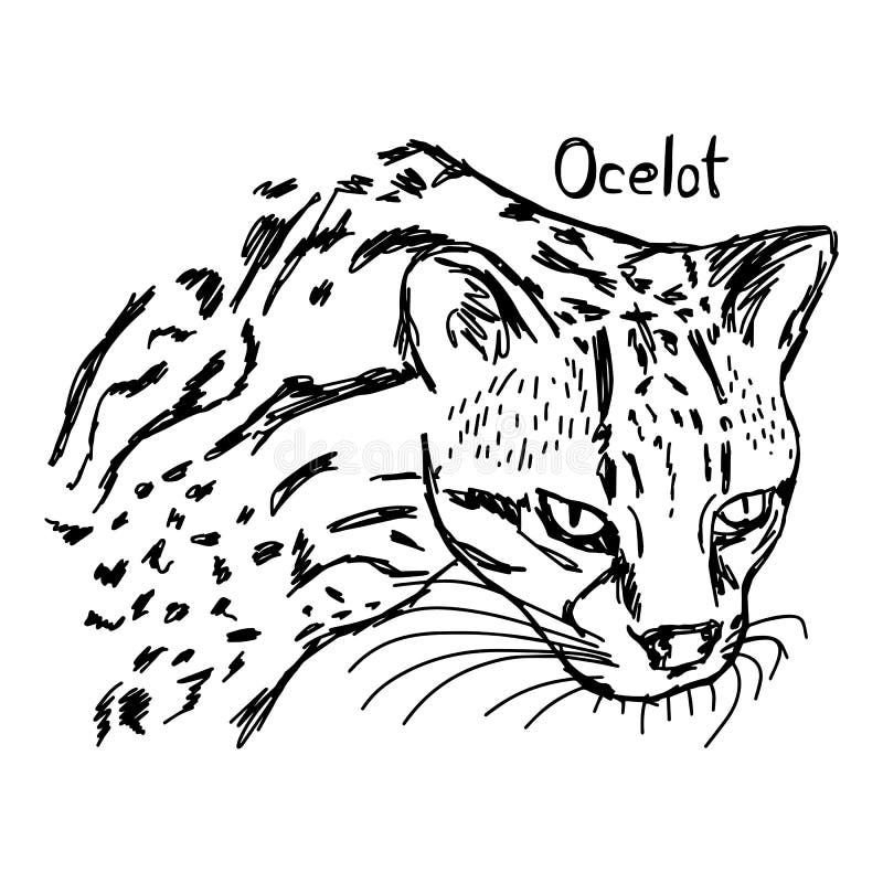 Ocelot Sketch Stock Illustrations – 59 Ocelot Sketch Stock ...