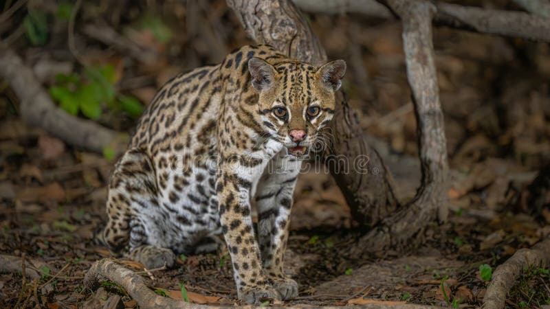 Ocelot Seated at the Base of a Tree in the Pantanal Stock Image - Image ...