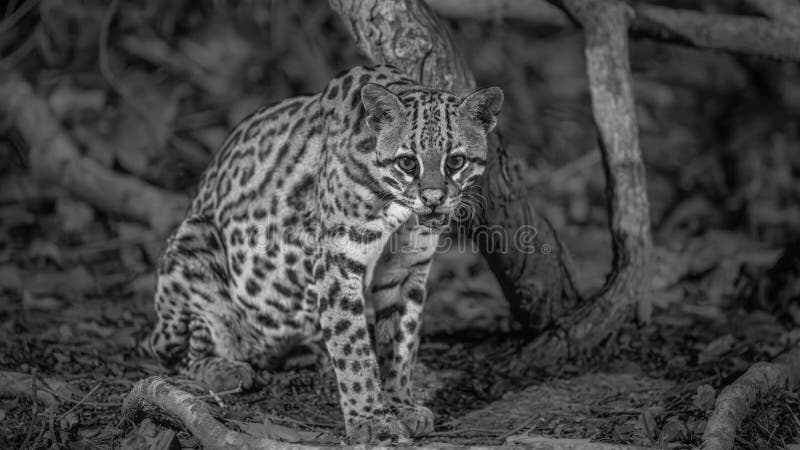 Ocelot Seated at the Base of a Tree in the Pantanal Stock Photo - Image ...