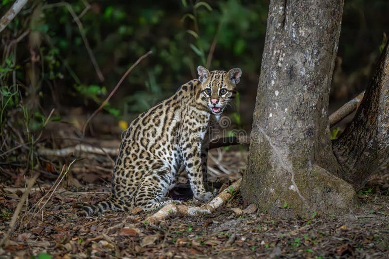 Ocelot sitting on haunches stock image. Image of spot - 357372907