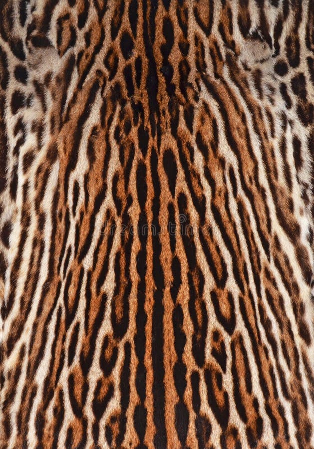 Ocelot skin texture stock image. Image of leopardfur - 30123305