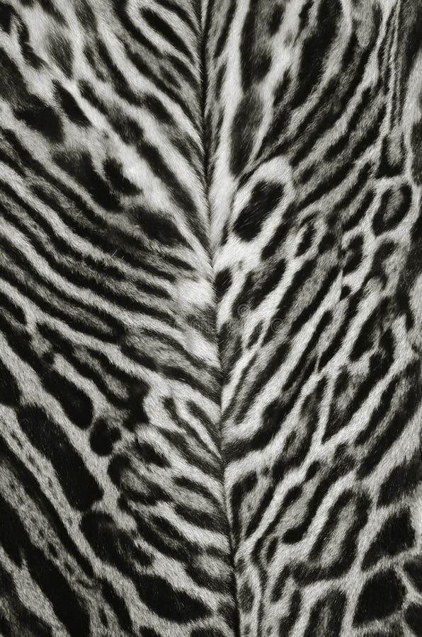 Ocelot skin texture stock image. Image of leopardfur - 30123305
