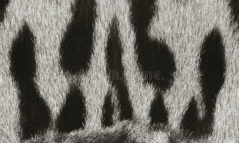 227 Ocelot Pattern Photos - Free & Royalty-Free Stock Photos from ...