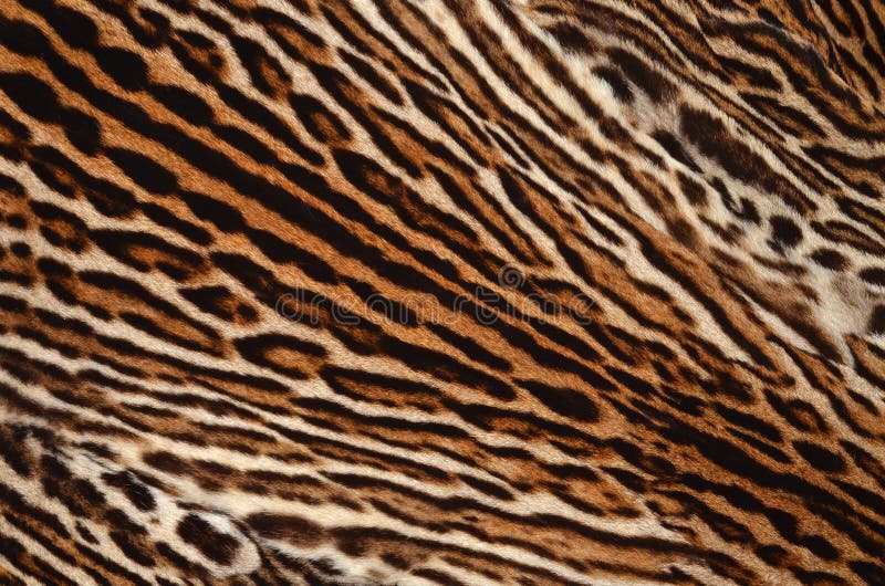 Ocelot skin stock photo. Image of background, mammals - 42083538