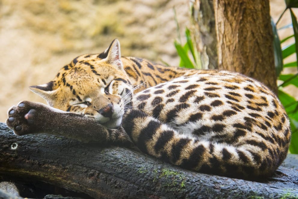 An Ocelot is Sleeping on a Tree Stock Image - Image of spotted, sleep ...