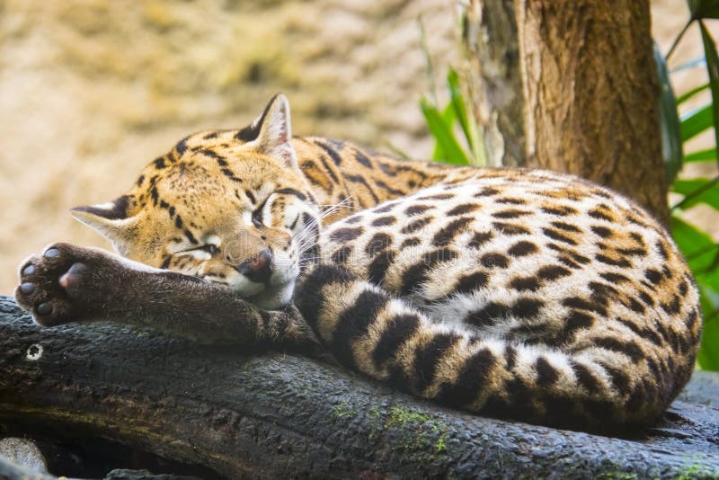 An Ocelot is Sleeping on a Tree Stock Photo - Image of scientific ...
