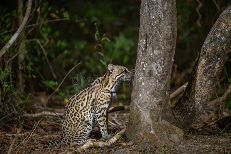 Ocelot at the Base of a Tree Stock Image - Image of leopard, endangered ...
