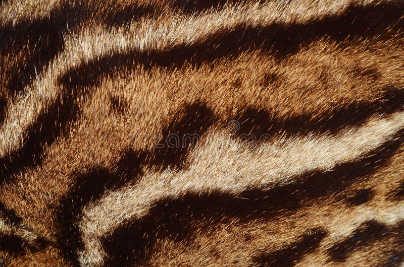 Ocelot fur texture stock photo. Image of animals, detail - 37241308