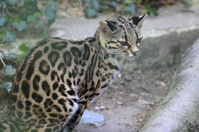 Ocelote Que Se Sienta En Una Rama Con Una Piel De Oro Que Mira En La ...