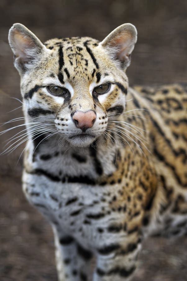 Ocelote Selvagem Do Gato No Animal Bonito De Costa Rica Foto de Stock ...