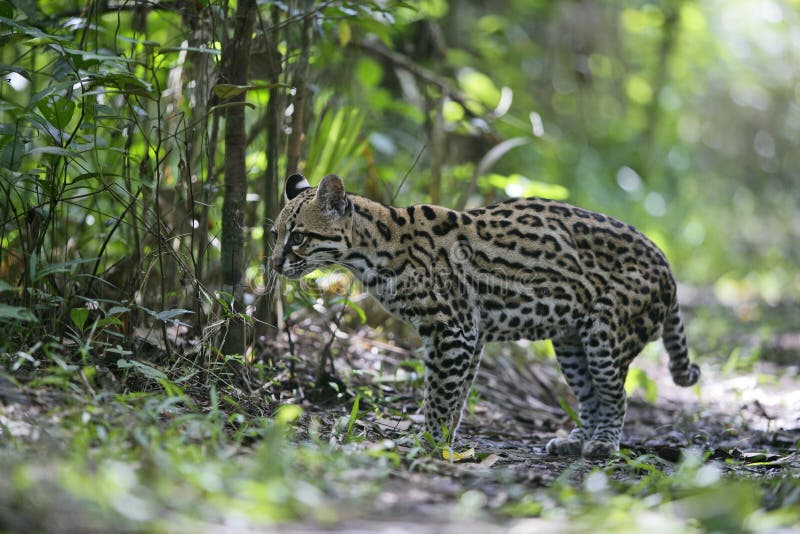 Ocelote, Pardalis De Leopardus Foto de archivo - Imagen de fauna ...