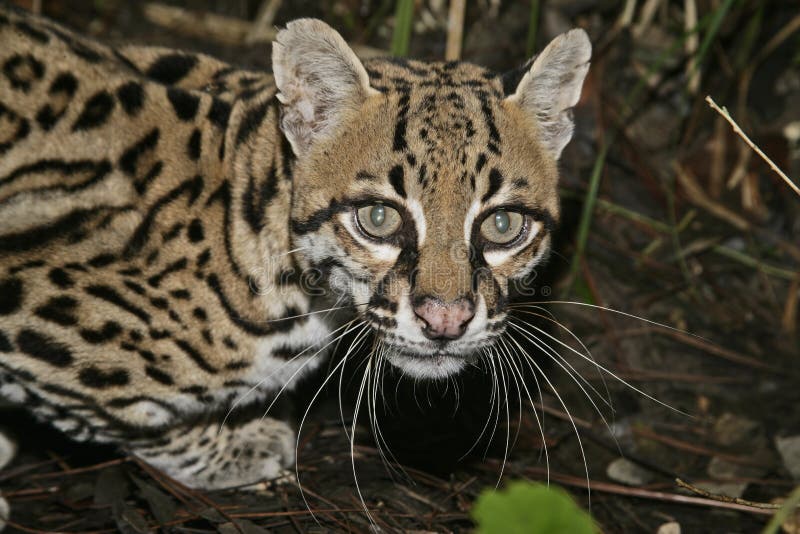 Ocelote, Pardalis De Leopardus Foto de archivo - Imagen de relajante ...