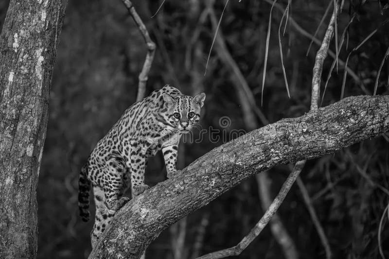 Ocelot at Night in the Pantanal Stock Image - Image of felis ...