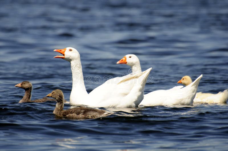 Oche fotografia stock. Immagine di oche, uccello, vita - 12373362
