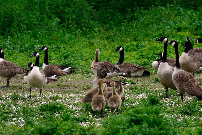 Oche Canadesi E Un'oca Selvatica Al Lago Di Duddingston, Scozia Immagine Stock - Immagine di ...