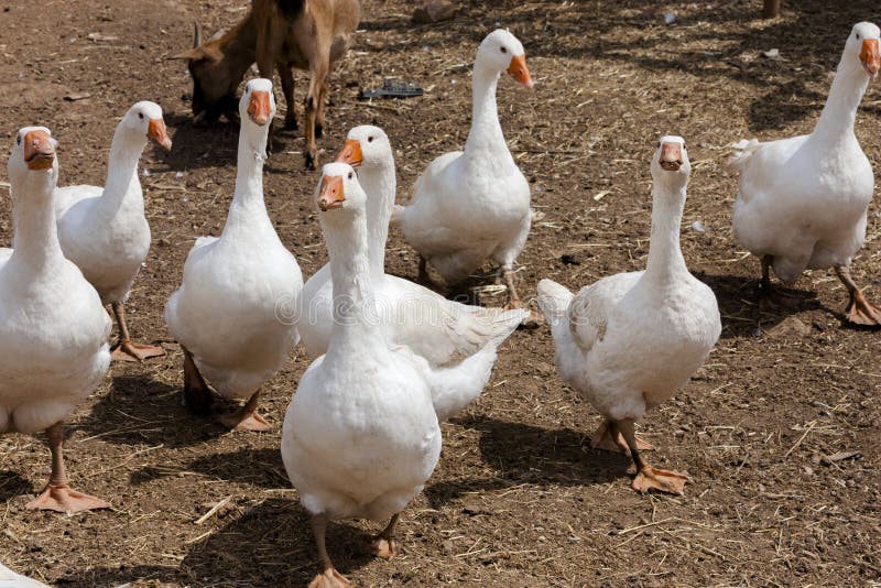 Oche stock photo. Image of animali, bianco, oche, palmipediali - 36824328