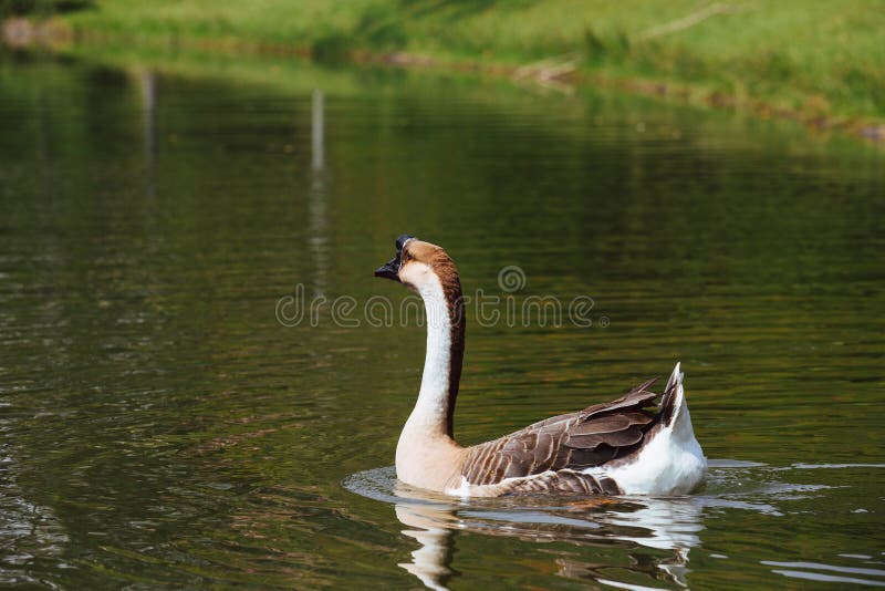 Oche cinesi africane fotografia stock. Immagine di oche - 111993592