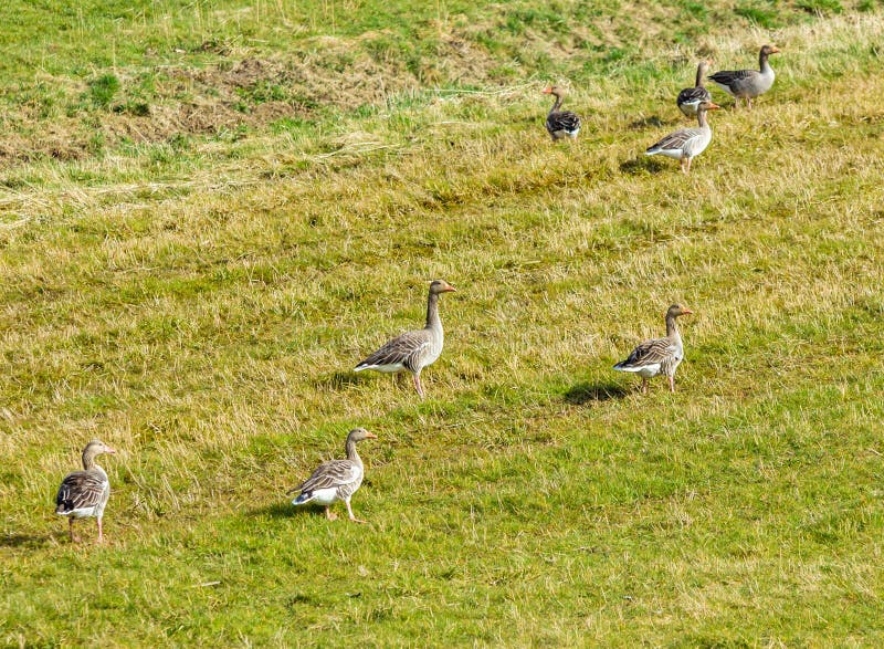 Migrazione Delle Oche Selvatiche Fotografia Stock - Immagine di animali ...