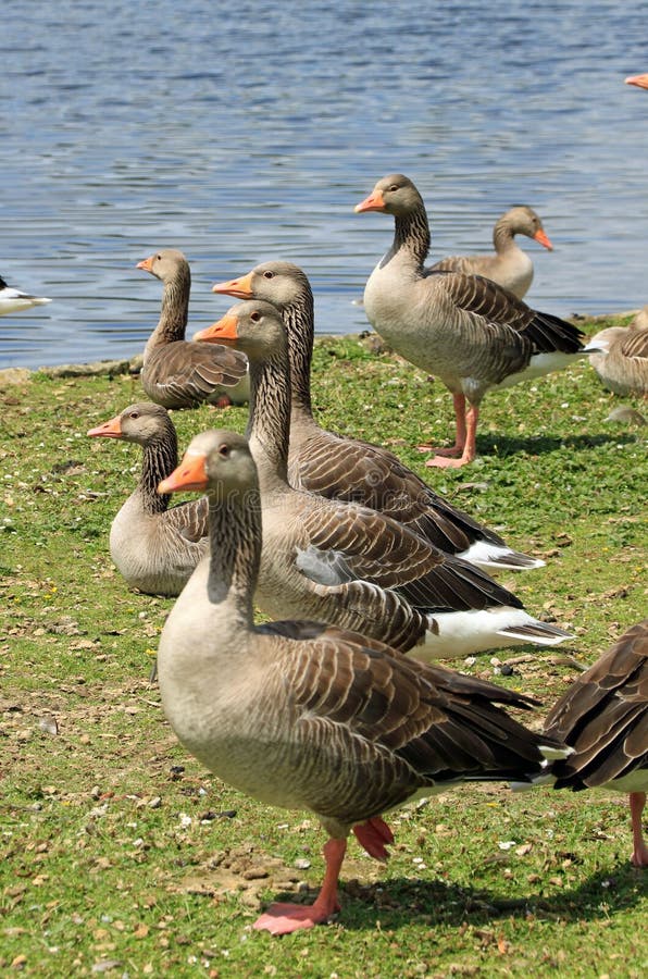 Oche Selvatiche Domestiche: I Grandi Uccelli Su Un Hobby Coltivano In ...