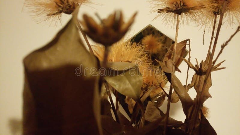 Ocher flowers stock photo. Image of flowers, wondeful - 100921550