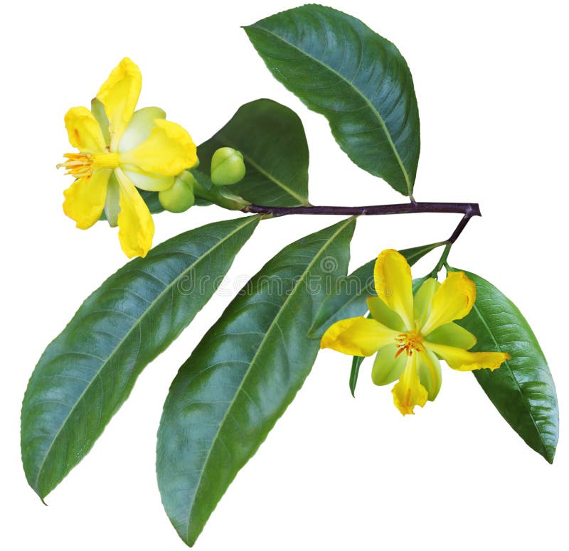 Ochna Integerrima Flower stock photo. Image of branch - 49134868