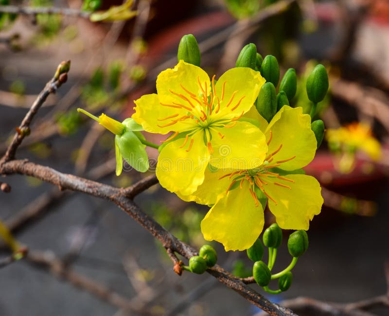 Hoa Mai Tree Ochna Integerrima Flower Stock Photo - Image of chance ...