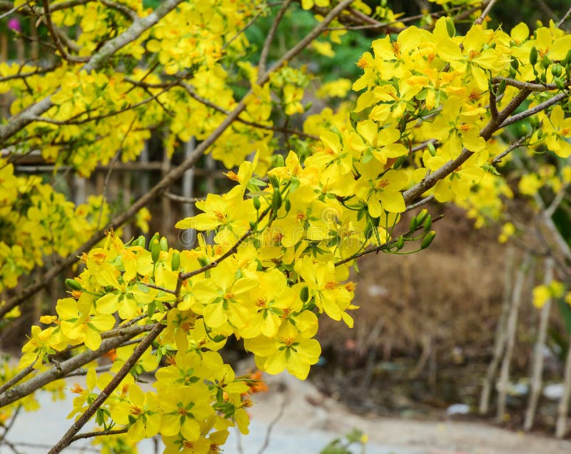 Ochna Integerrima Flowers At Spring Time Stock Image - Image of nature ...