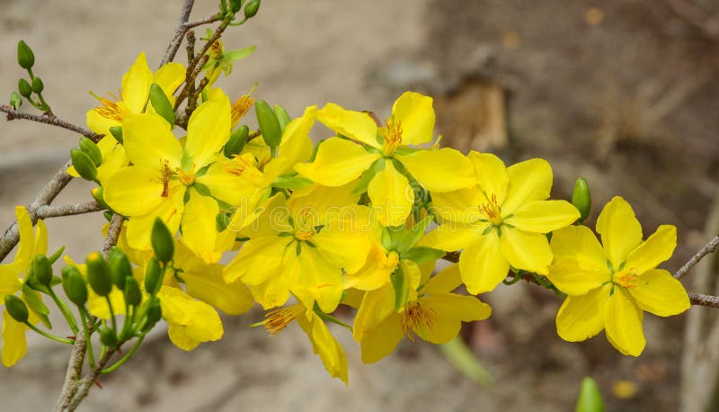 Ochna Integerrima Flowers At Spring Time Stock Image - Image of nature ...