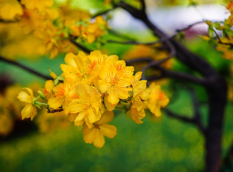 Ochna Integerrima Flowers at Spring Time Stock Image - Image of leaf ...
