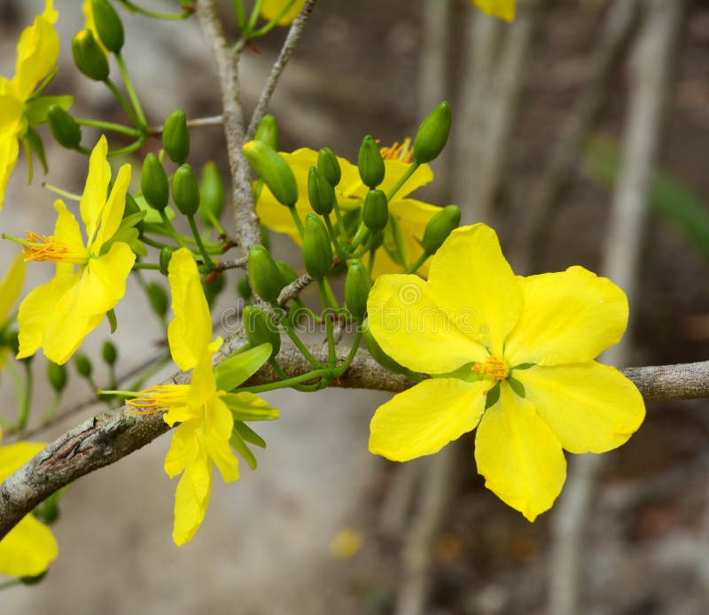 Ochna Integerrima Flowers at Spring Time Stock Image - Image of blossom ...