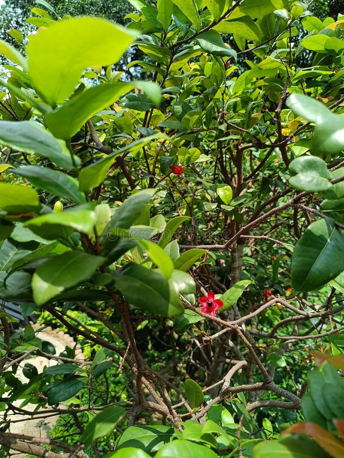 Ochna Integerrima or Vietnamese Mickey Mouse Plant in the Garden Stock ...