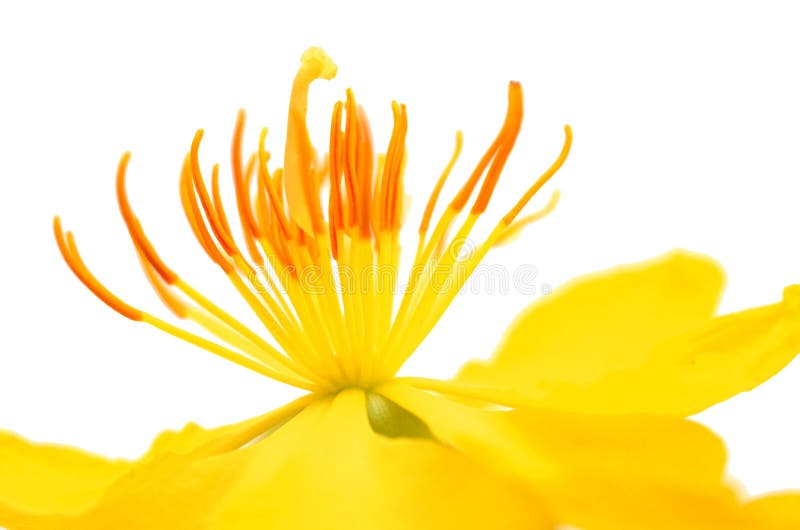 Ochna integerrima. stock image. Image of bright, beauty - 171945175