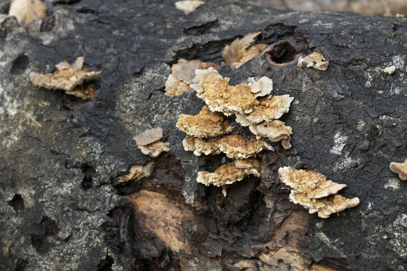 Ochre Bracket, Trametes Ochracea Growing on Fallen Aspen Tree Stock ...