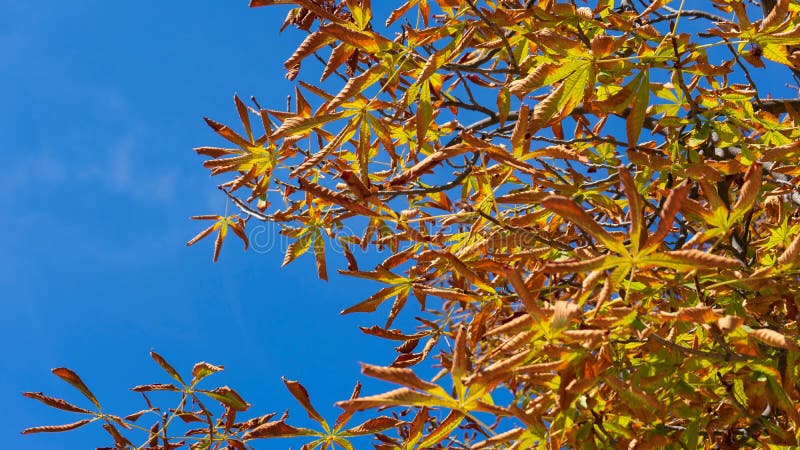 Ochre-colored Leaves on a Tree in Autumn Stock Photo - Image of wild ...