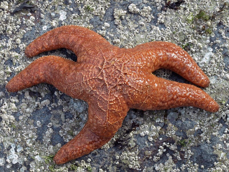 Purple Sea Star, Ochre Sea Star (Pisaster Ochraceus) Stock Photo ...