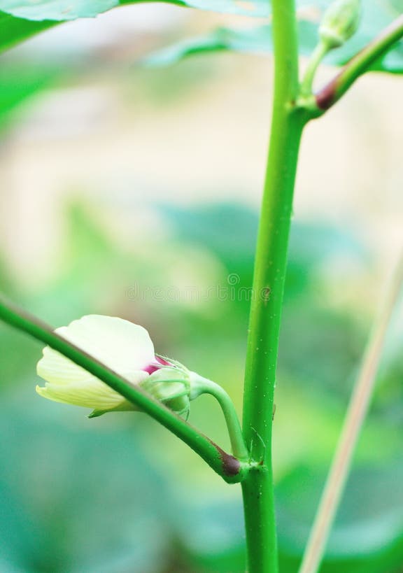Ochro plant with flower stock photo. Image of agriculture - 25891434
