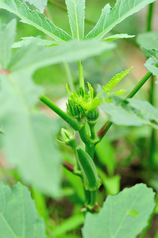 Ochro plant with flower stock photo. Image of green, flowering - 32378306