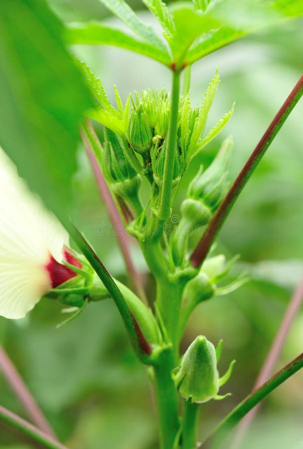 Ochro plant with flower stock photo. Image of green, flowering - 32378306