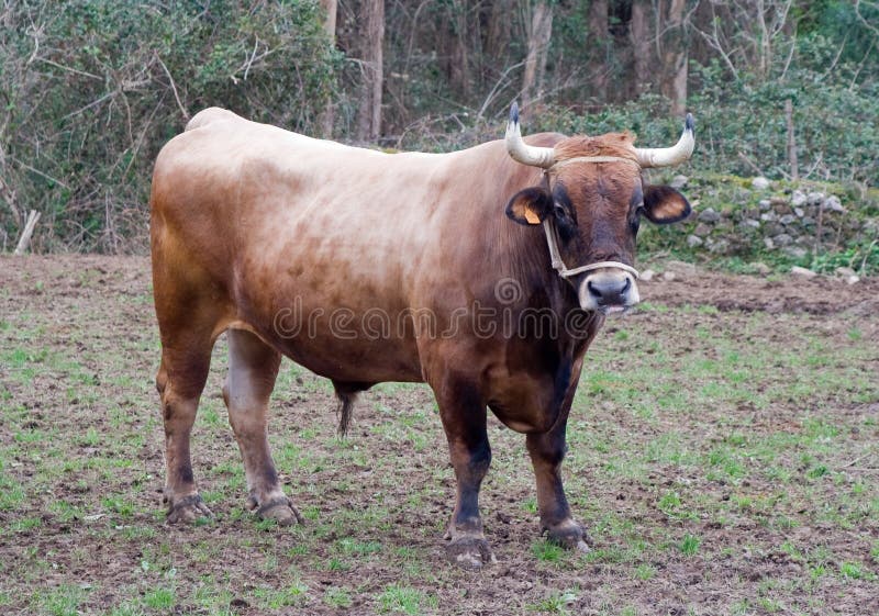 Ochse stockfoto. Bild von steak, bauernhof, tier, ochse - 3987076
