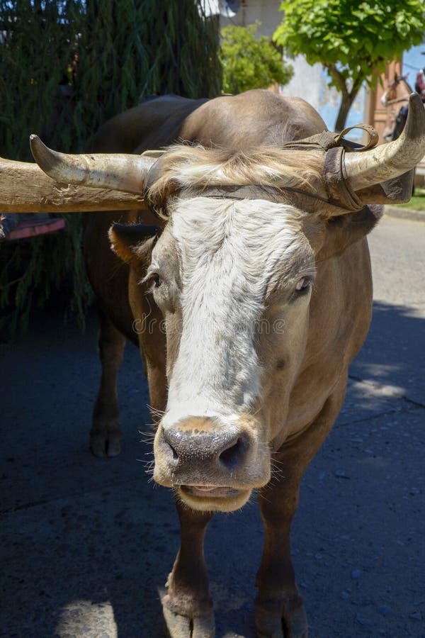 4,591 Joch Fotos - Kostenlose und Royalty-Free Stock-Fotos von Dreamstime