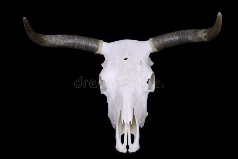 Ochse stockbild. Bild von nahrung, vieh, galloway, kopf - 35329345