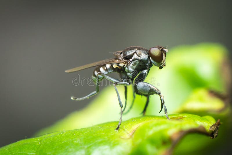 Ochthera Fly stock photo. Image of front, swollen, ochtherafly - 84341456