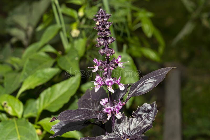 Ocimum Basilicum Magic Blue Plans in Garden. Stock Image - Image of ...