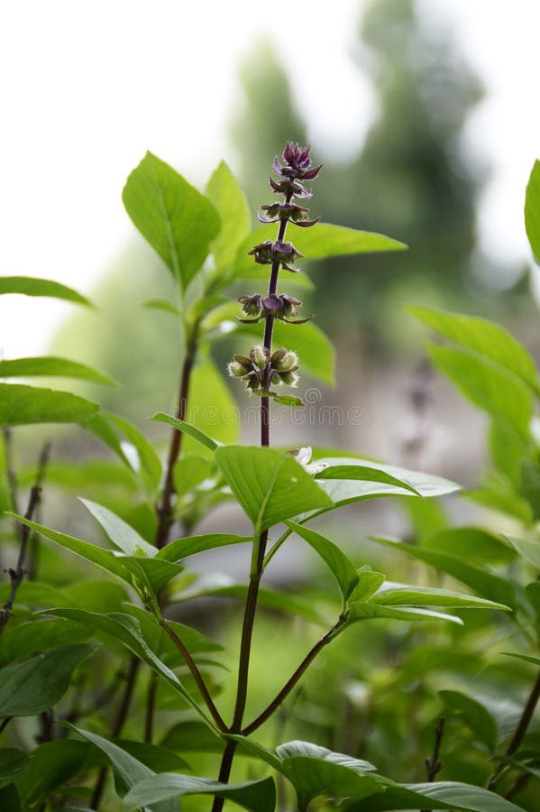 Ocimum basilicum plant stock photo. Image of thailand - 101145036