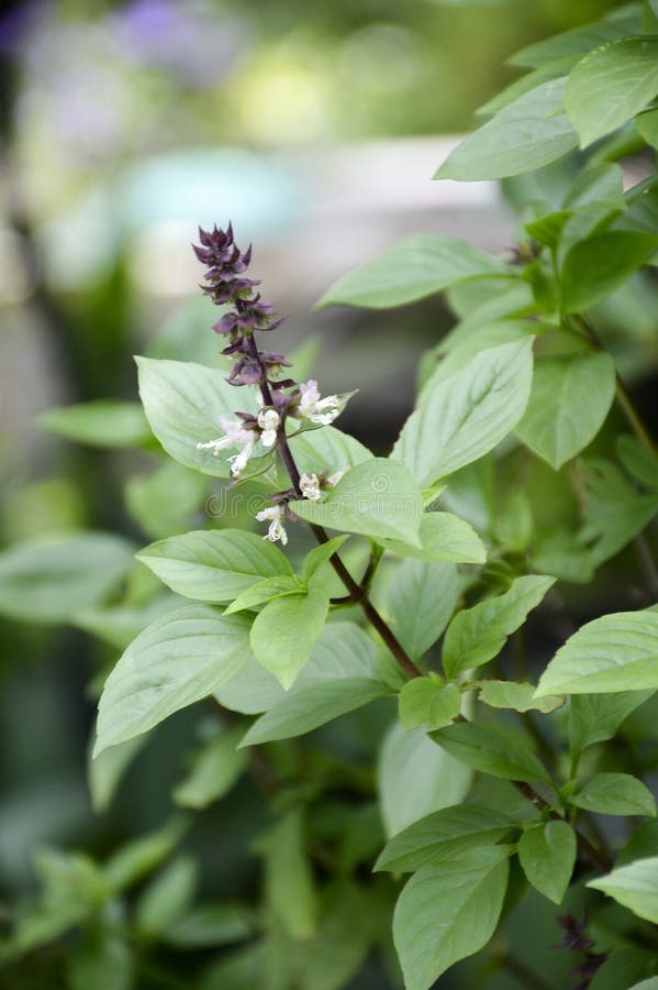 Ocimum basilicum Linn stock image. Image of leaves, flora - 27415897