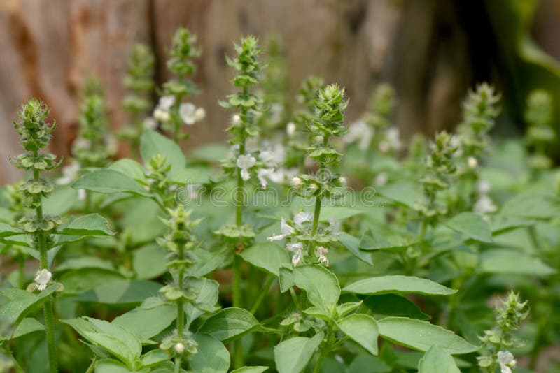 Hairy Basil (Ocimum Basilicum Lf Var. Citratum Back.) Stock Photo ...