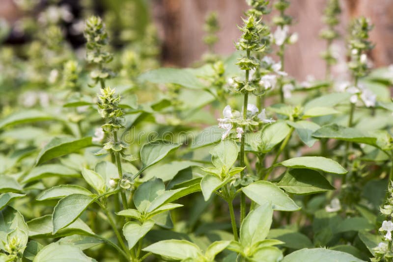 Ocimum basilicum stock photo. Image of green, branch - 51989086