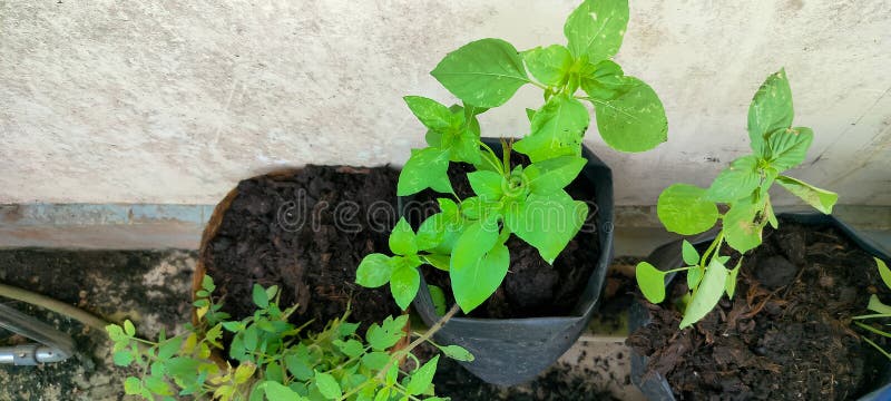 Ocimum Basilicum Which Means Fragrant Plant. Basil is More Often Used ...