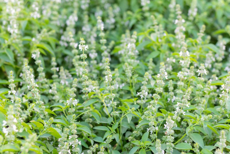 Hoary Basil or Lemon Basil Plant Stock Photo - Image of basil, healthy ...