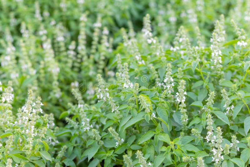 Hoary Basil or Lemon Basil Plant Stock Image - Image of beautiful ...